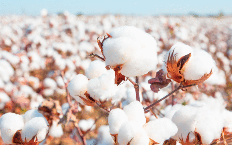 Top 10 Interesting Facts About Cotton - Frisky Story