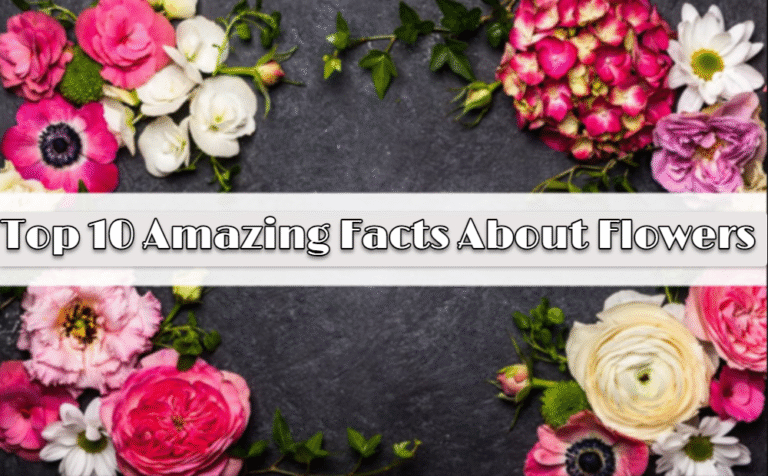 Top 10 Amazing Facts About Flowers - Frisky Story